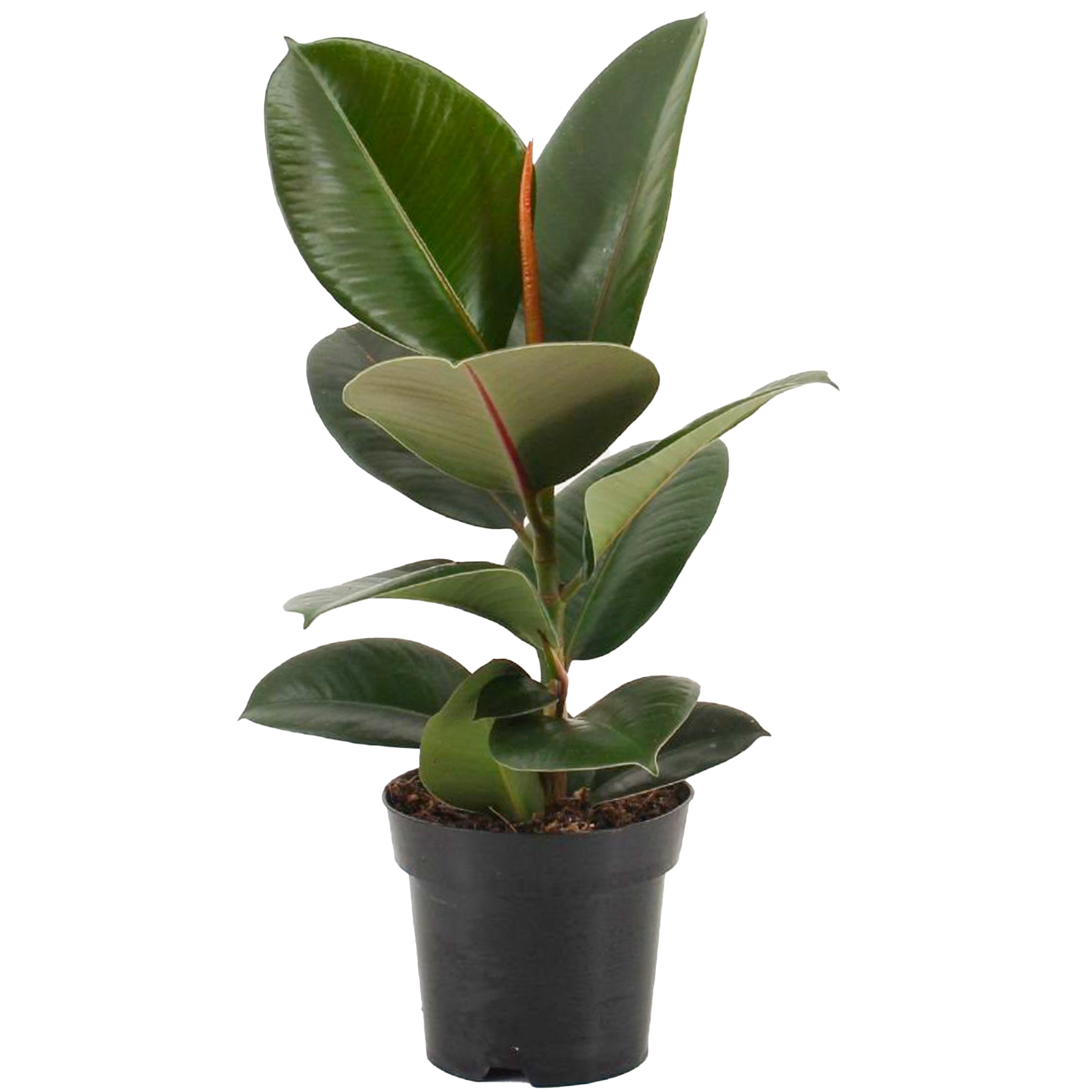 Ficus Robusta 40 cm