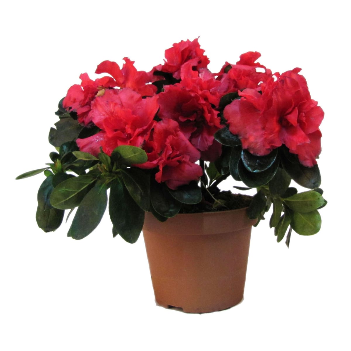 Azalee Rosie in Ghiveci