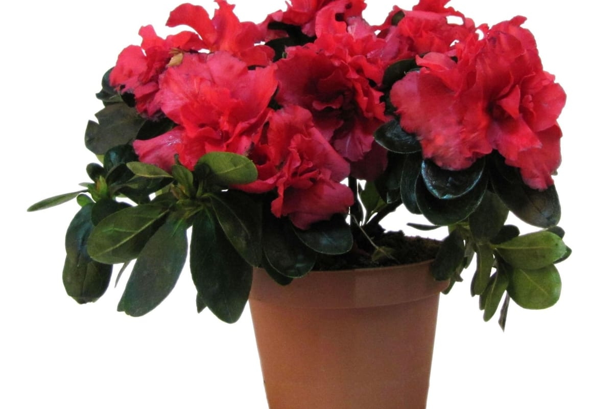 Azalee Rosie in Ghiveci