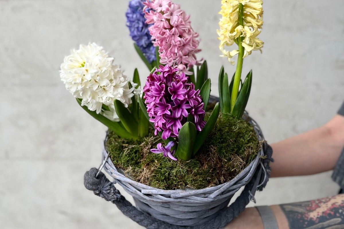 Zambile Multicolore Plantate in Cos