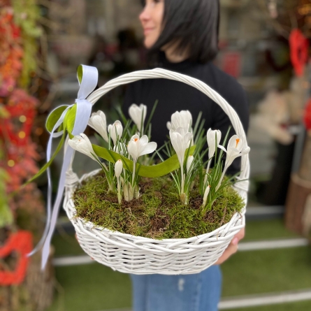 Branduse Albe in Cos