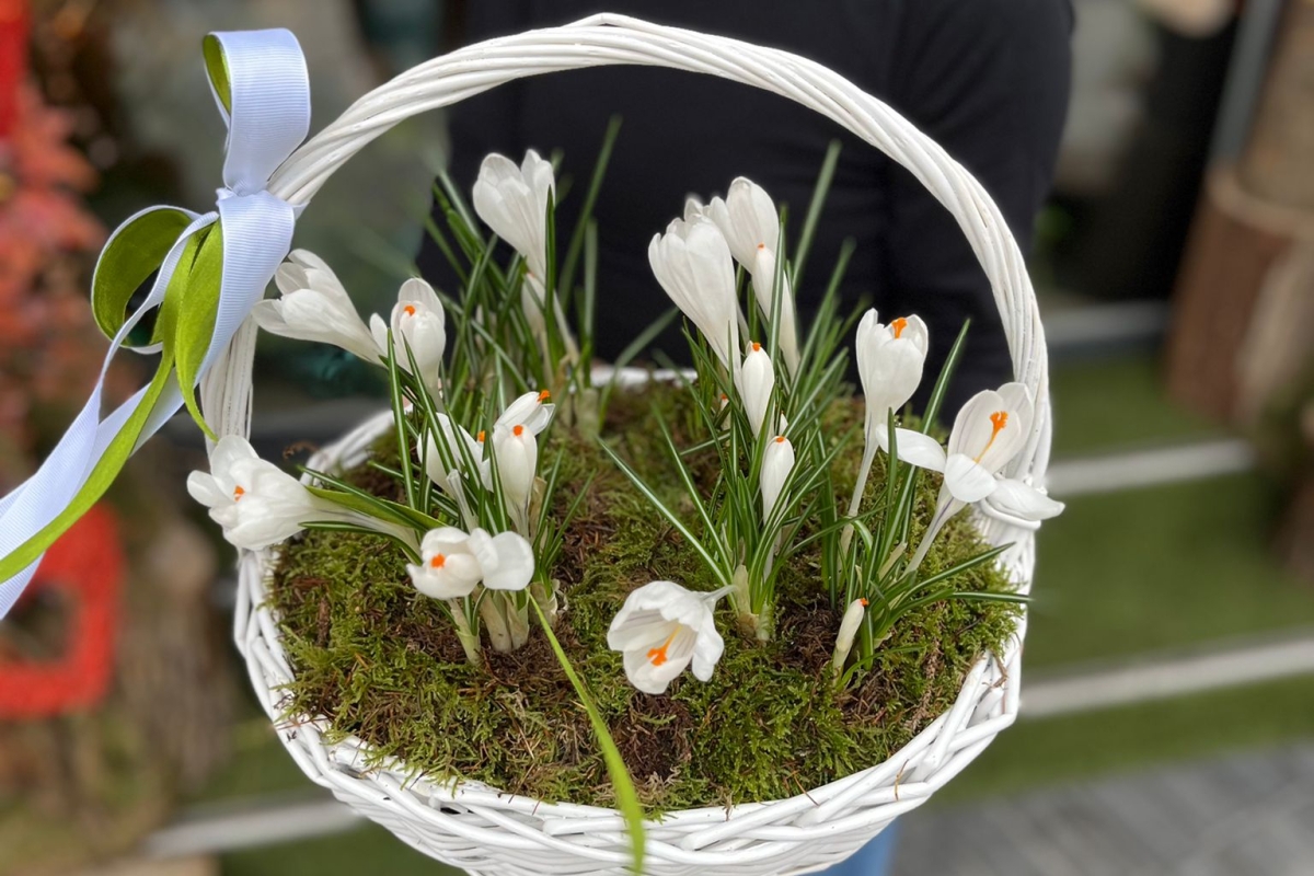 Branduse Albe in Cos