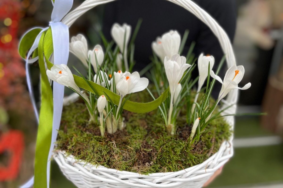 Branduse Albe in Cos