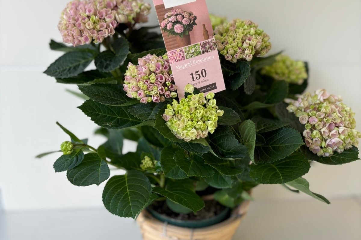 Hortensie Roz in Ghiveci Magical Revolution